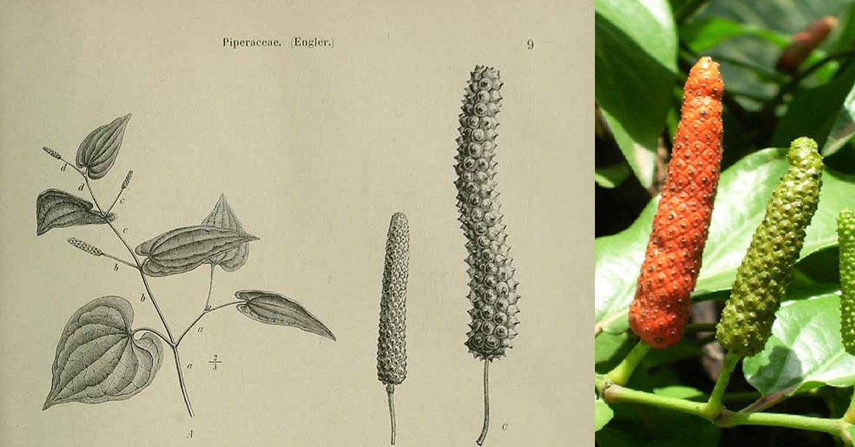 Javanese long pepper, Piper retrofractum (ดีปลี ; dee bplee ...