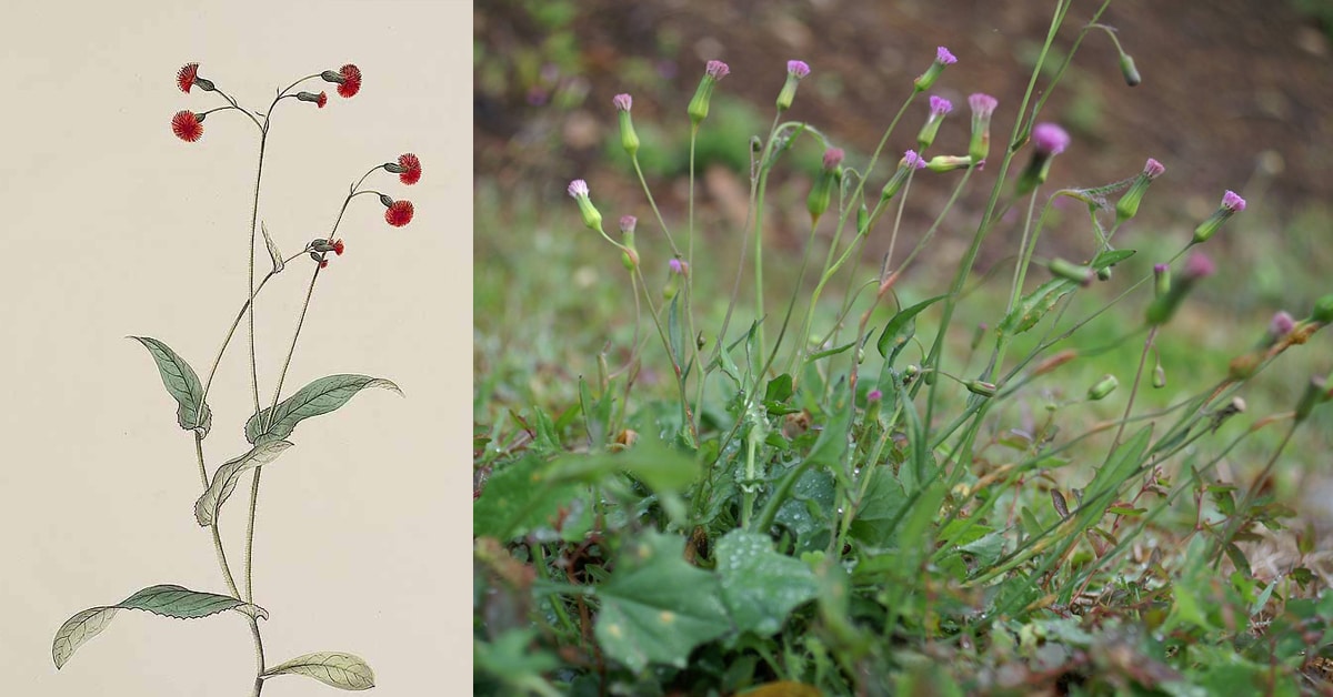 Lilac tasselflower, Emilia sonchifolia (หางปลาช่อน ; haang bplaa chaawn ...