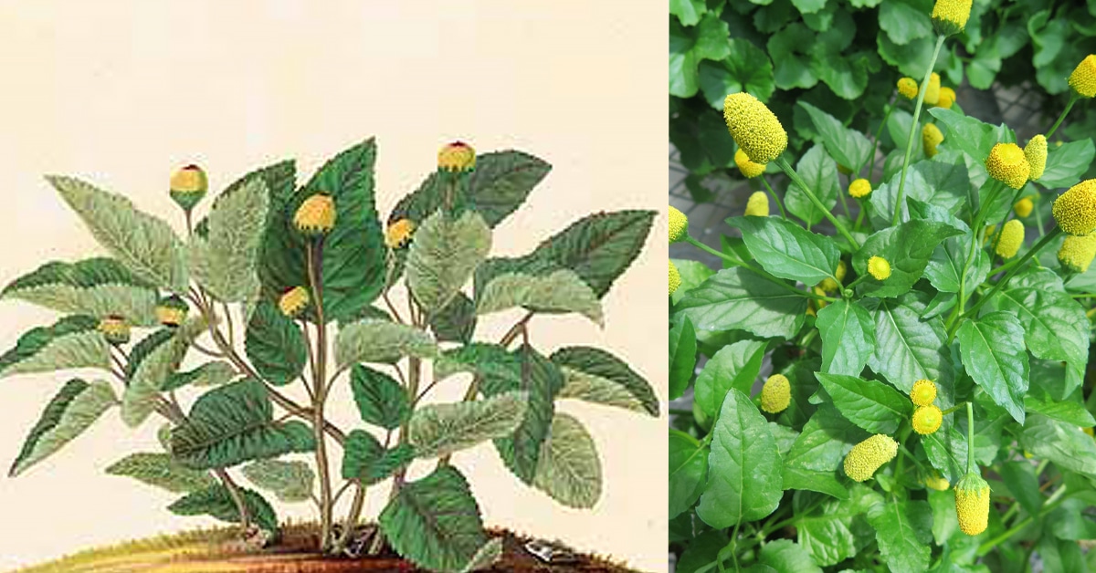 Para cress, Spilanthes oleracea (ผักคราด ; phak khraat) - Thaifoodmaster