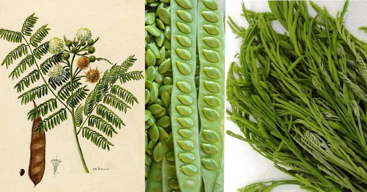 River tamarind, Leucaena leucocephala (กระถิน ; grathin) - Thaifoodmaster