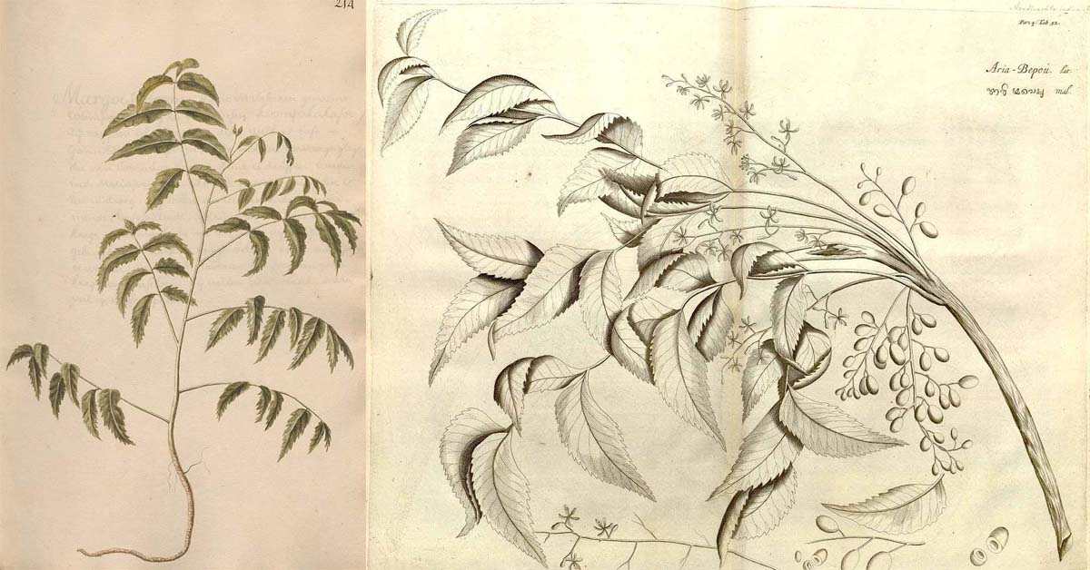 Margosa tree, Azadirachta indica (sadao ; สะเดา) - Thaifoodmaster