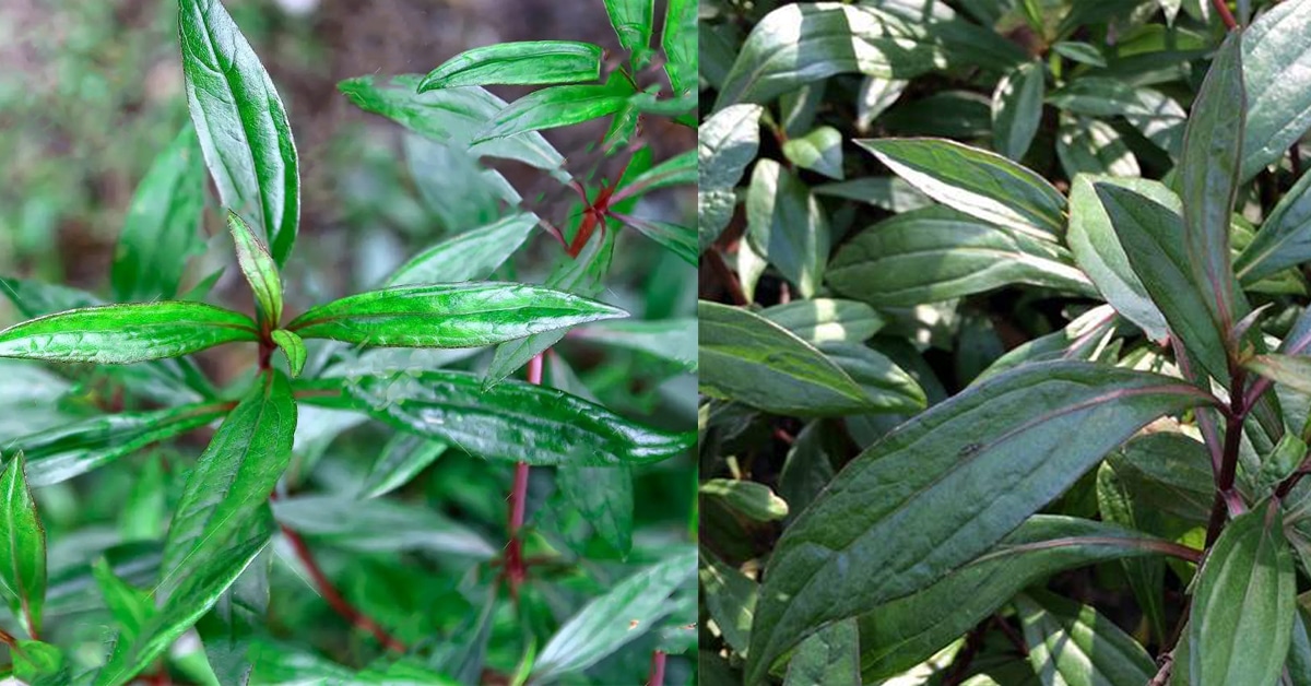 Eupatorium stoechadosum Hance (สันพร้าหอม ; san phraa haawm ...
