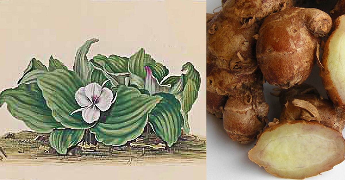 Sand Ginger, Kaempferia galanga (เปราะหอม ; praw haawm) - Thaifoodmaster